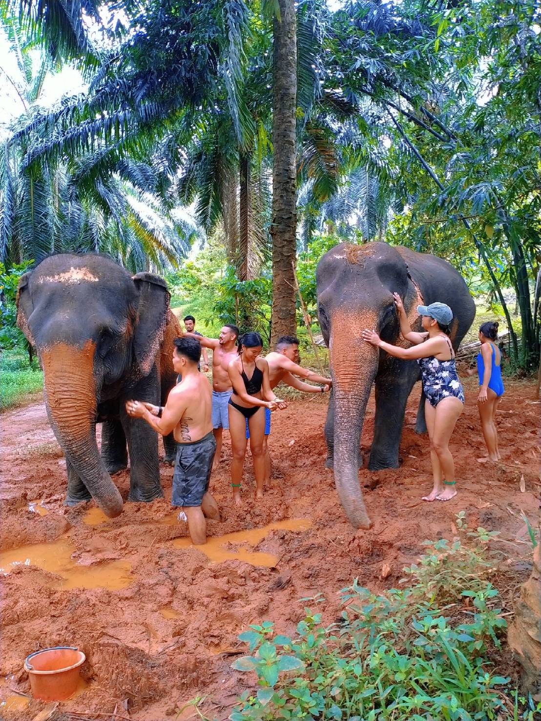 Srimala Elephant Camp, Elephant garden in Krabi, Thailand