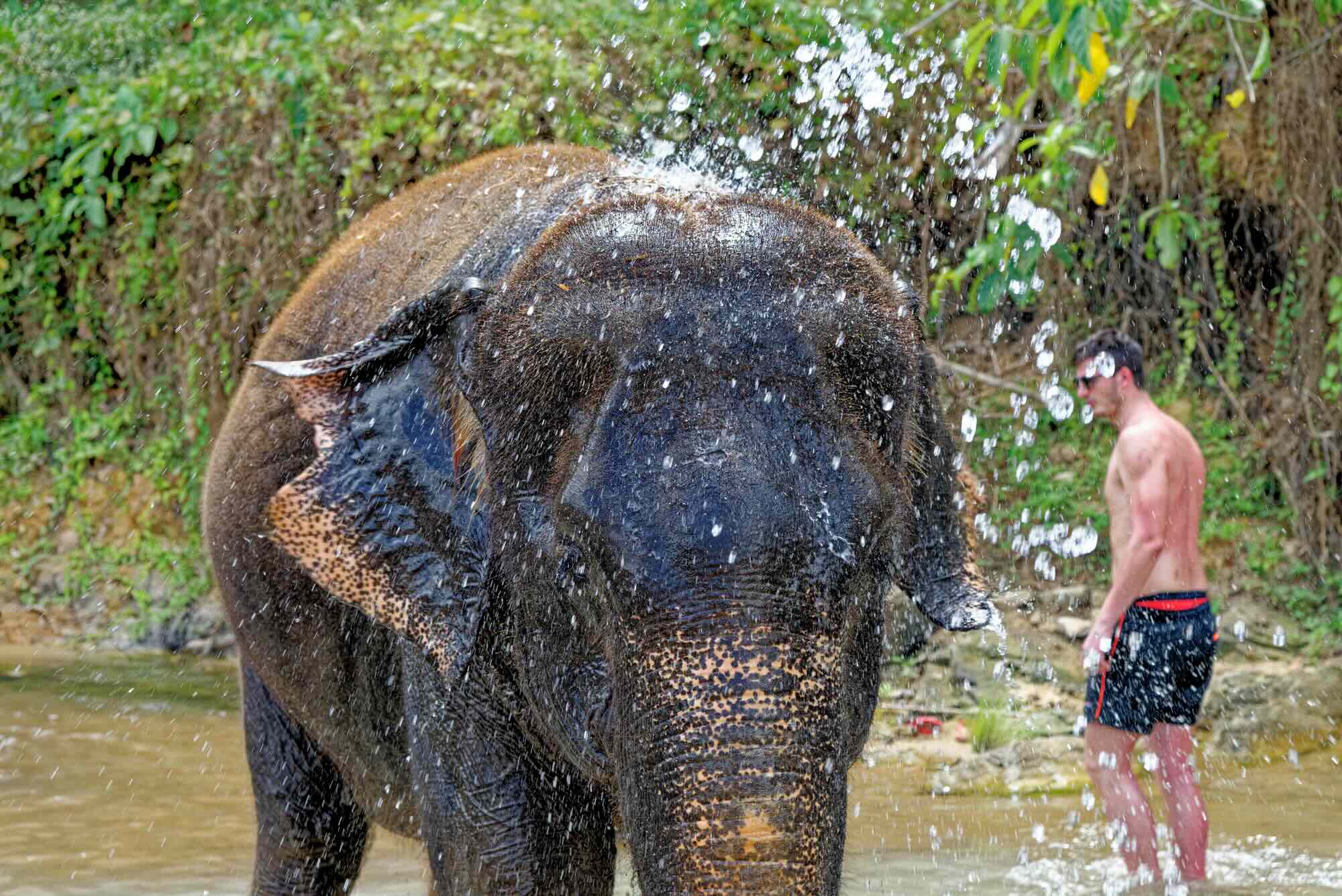 Srimala Elephant Camp, Elephant garden in Krabi, Thailand